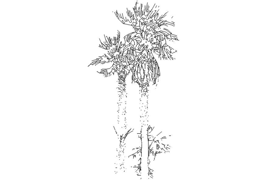 Two coconut tree elevation block drawing details dwg file - Cadbull Two coconut tree elevation block drawing details dwg file - Cadbull